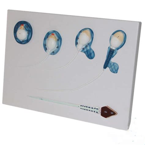 Buy Educational Model Human Sperm Development Process Model Male