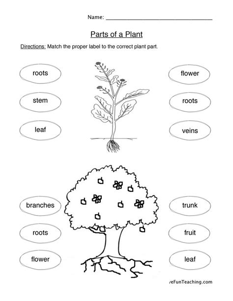 Parts Of A Plant Worksheet For Kindergarten