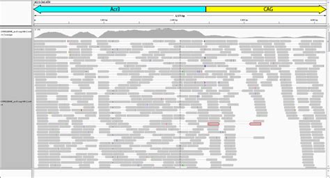 Analysis Of Transgene In The Ngs Data