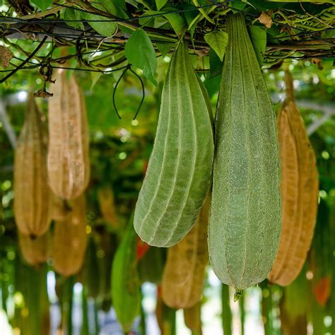 What Does A Luffa Taste Like Loofah Gourd