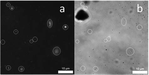 A A Dapi Filtered Fluorescence Microscopy Image Of 1 And 2 1 1