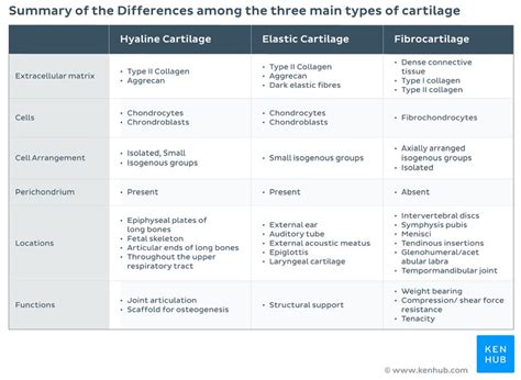 Fibrocartilage Histology Location Function Structure Kenhub
