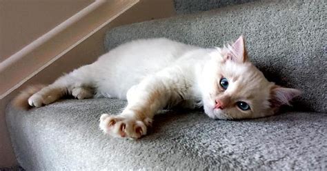 Meet Beemo Imgur