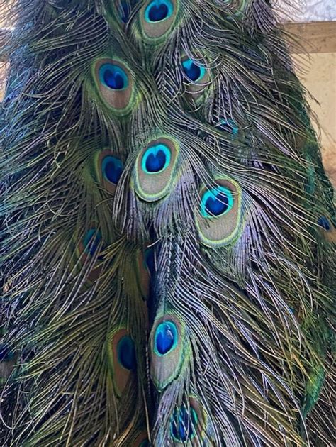 Overview Of Peacock Feathers Peacocks Uk