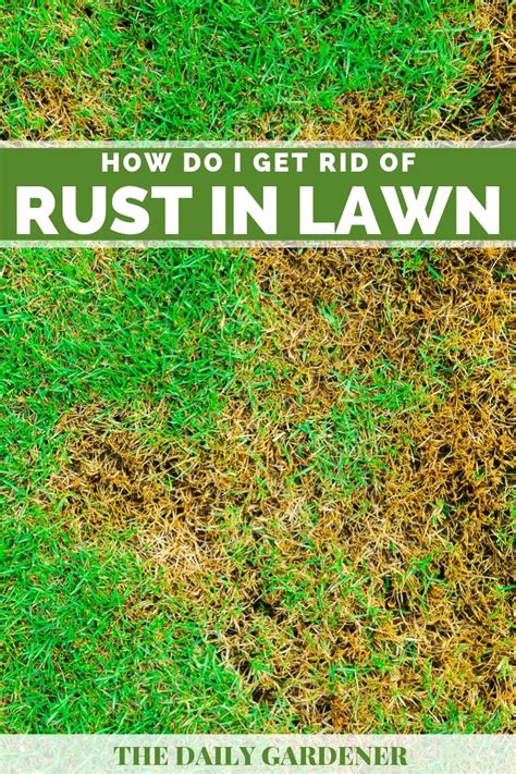 How Do I Get Rid Of Rust In My Lawn