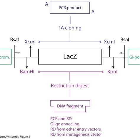 pdf golden gateway cloning a combinatorial approach to generate