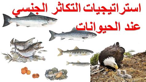 استراتيجيات التكاثر الجنسي عند الحيوانات العلوم الطبيعية السنة الثانية