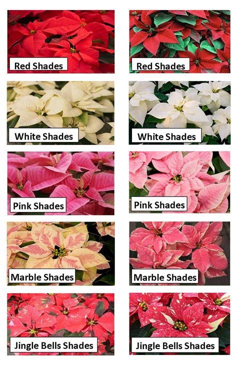 What Color Are Poinsettia Leaves At Jessie Ramirez Blog