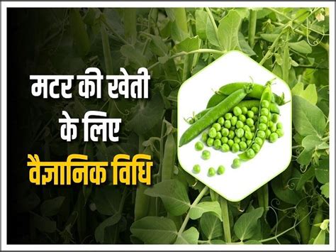 Pea Crop Sowing 2022 सीजन में मटर की फसल से बढ़िया पैदावार के लिए