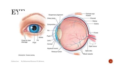 Eye Physiology From Guyton And Halls Physiology Part 1 Pptx Eye And