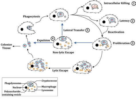 Schematic Interaction Between Macrophages And Cryptococcus After The Download Scientific
