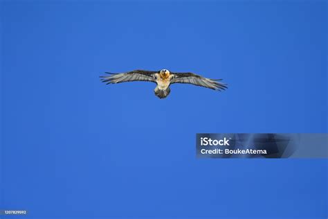 스위스 알프스의 푸른 하늘 앞에서 높은 고도에서 솟아오르는 수염독수리 0명에 대한 스톡 사진 및 기타 이미지 0명 갈고리 발톱 겨울 Istock