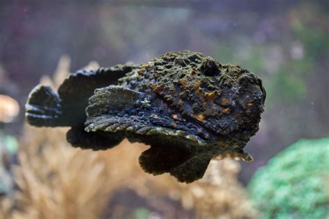 Stonefish Facts The Most Venomous Fish In The World