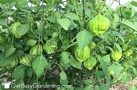 Growing Tomatillos The Complete How To Guide