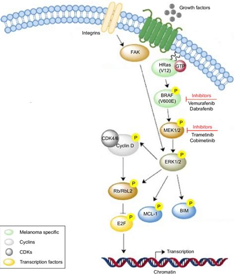 The Mapk Signaling Cascade Note Adapted With Permission Of Khan Et