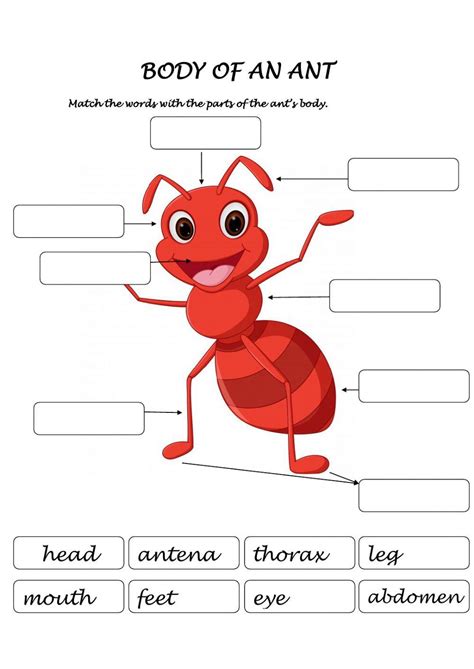 Body Of An Ant Free Interactive Worksheets 195763