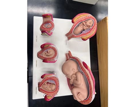 Fertilization Model 3 Quiz