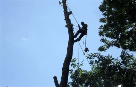 How To Remove A Tree In Auckland