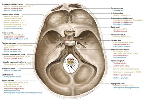 Skull Cranial Nerves Passages Skull Vault Cranial Cavity And Meninges