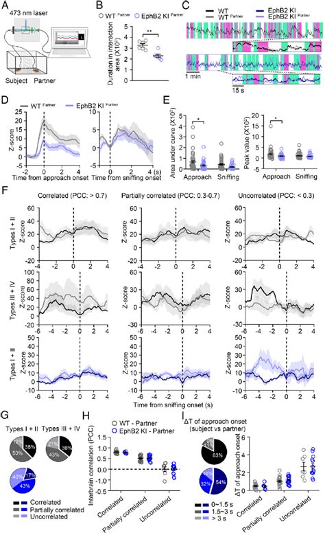 EphB2 Q858X Mutation Disrupts Partner Responsiveness In DmPFC Activity