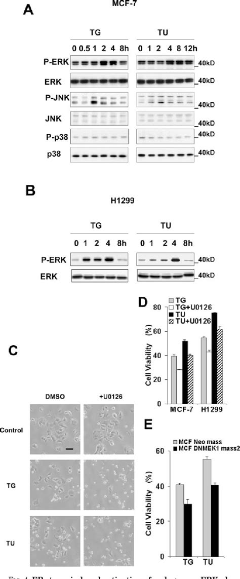 Figure 4 From Critical Role Of Endogenous Aktiaps And Mek1erk