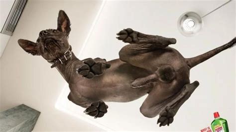 Bilbord Za Všetky Drobné Psí Penis Na Podlahe