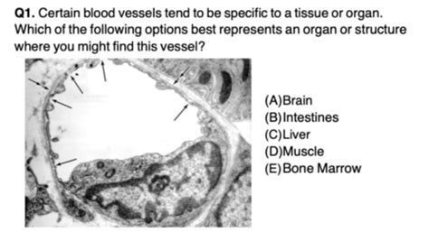 Histology Clickers Exam 2 Flashcards Quizlet