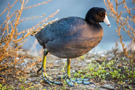 Discover The American Coot The Bird That Looks Like A Duck But Isnt