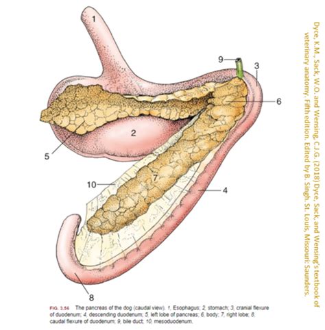 Endocrine Pancreas Flashcards Quizlet