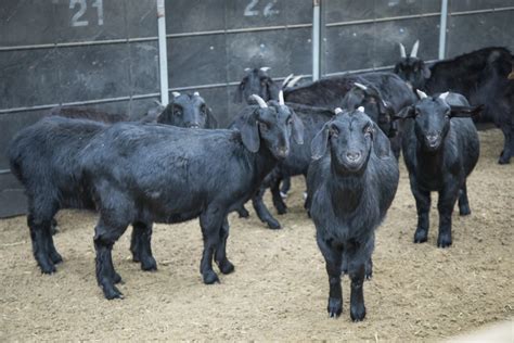 청원염소농장 동네업체