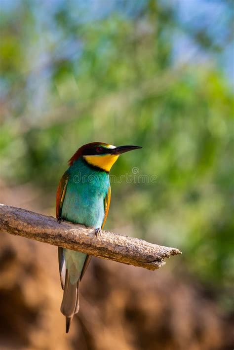 The European Bee Eater Merops Apiaster Is Sitting And Showing Off On A