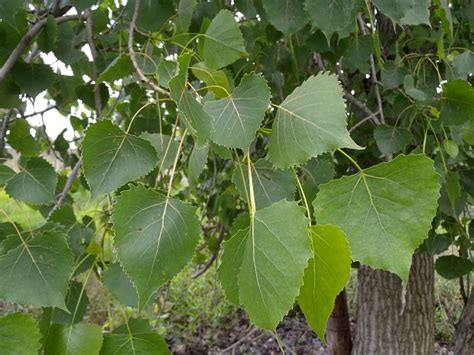 Siouxland Poplar