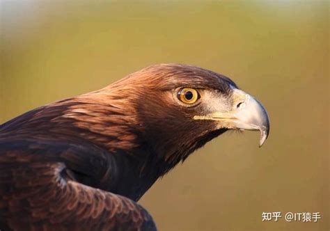 多目标优化算法多目标金鹰优化算法MOGEO 知乎