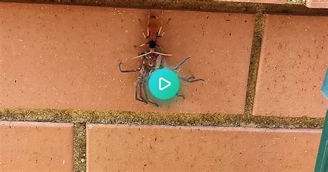 Wasp Takes Huntsman Home For Dinner Album On Imgur
