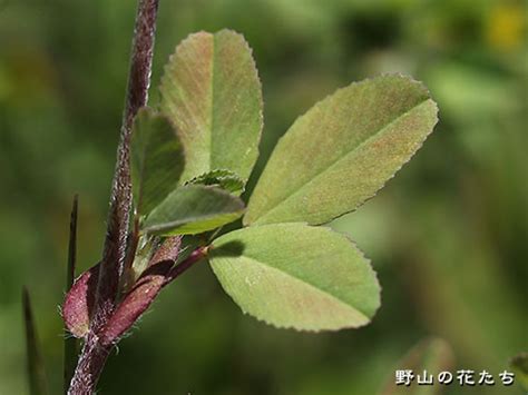 クスダマツメクサ 野山の花たち 東北と関東甲信越の花
