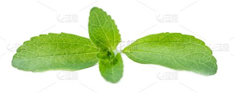 甜叶菊 白色 叶子 分离着色 甜菊 替代 甘蔗 选择对焦 芳香的 水平画幅