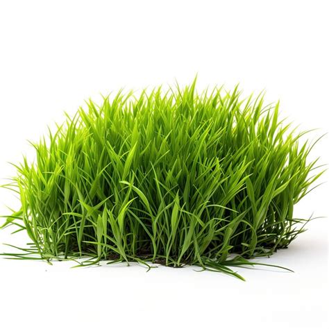 Premium Photo Green Grass Isolated On White Background