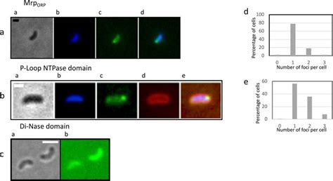 Polar And Dynamic Subcellular Localization Of Mrp Orp Gfp Subcellular