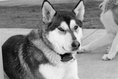 犬 目 見る Pixabayの無料写真 Pixabay