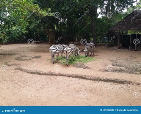 Dehiwala Zoo Stock Image Image Of Dehiwala Wildlife 131057833
