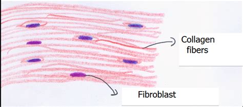 Connective Tissue