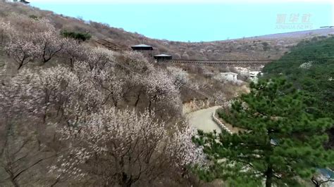 河北唐山：“花为媒”带火乡村游凤凰网视频凤凰网