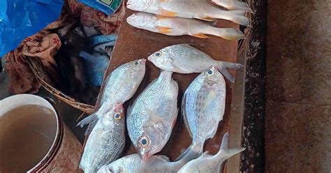 It Is Pouring Fish In Goan Raingomantak Times