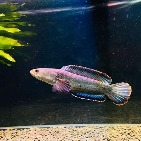 哪种雷龙鱼更凶一点 什么品种的雷龙鱼最凶 大铅笔鱼的最佳混养 大山谷图库