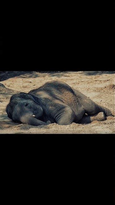 მთვრალი სპილოები Shorts Youtube