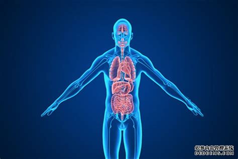 人体器官结构图五脏六腑肾的位置 五脏六腑有不同的作用 小狼观天下