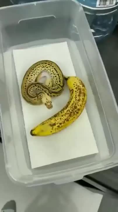 How Banana Ball Pythons Look Like A Banana Ken Kuang Posted On The