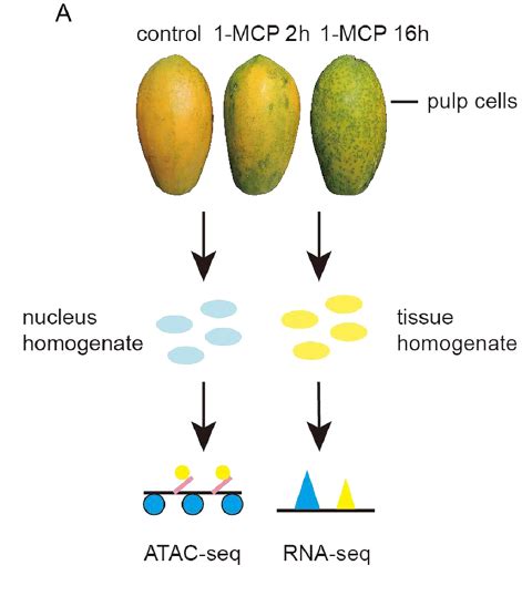 If Atac Seq Rna Seq Agl