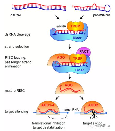 Rna干扰rna Interference，rnai 知乎