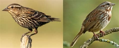 14 Common Brown Birds Found In Ontario Nature Blog Network